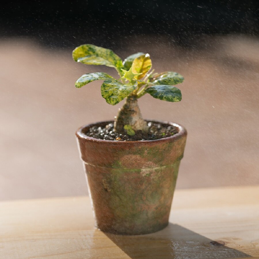 Семена Деодар Суккулент Dorstenia foetida 10 шт.