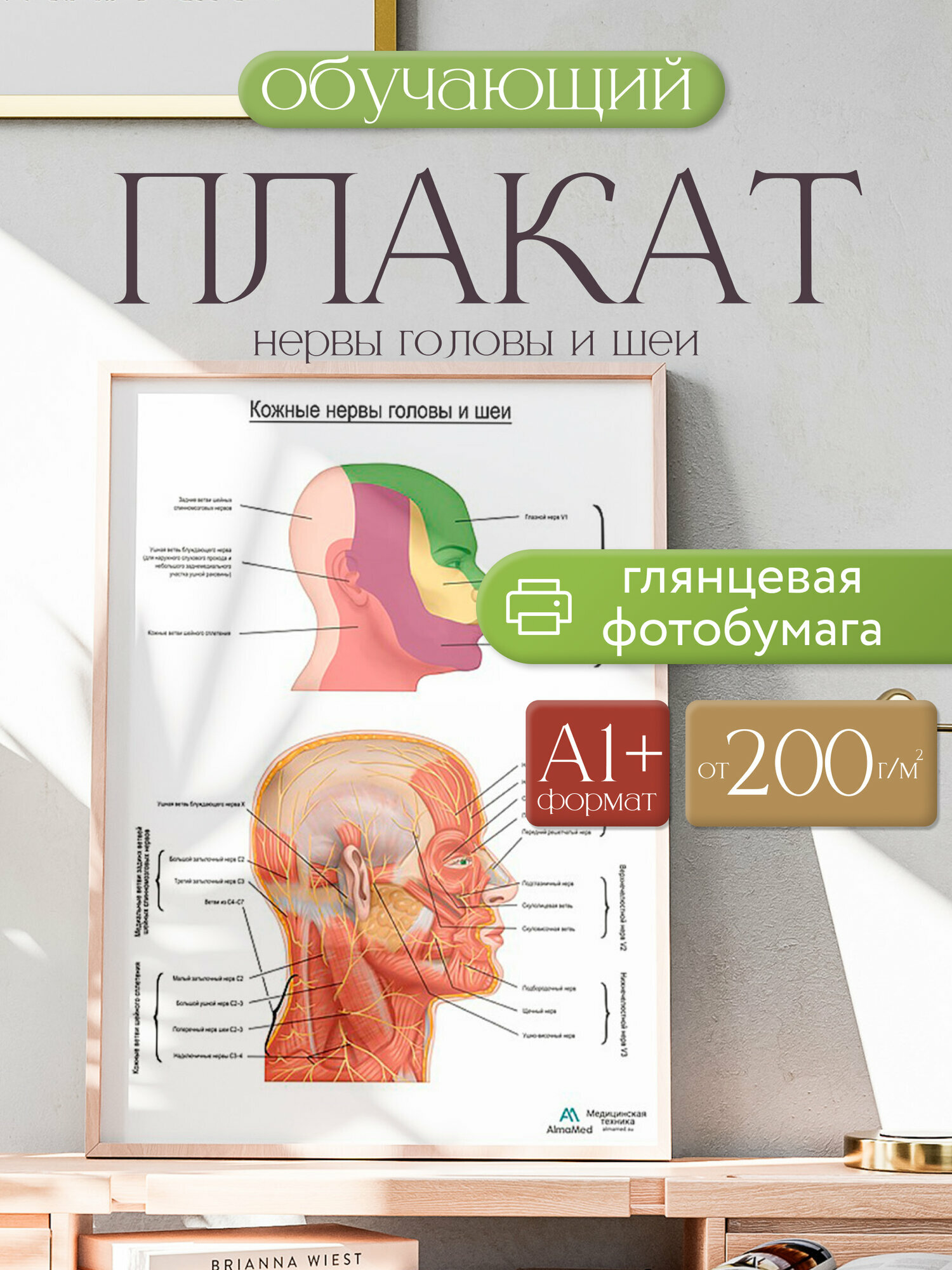 Плакат "Нервы головы и шеи", А1+, глянцевая фотобумага, 200 г/м2
