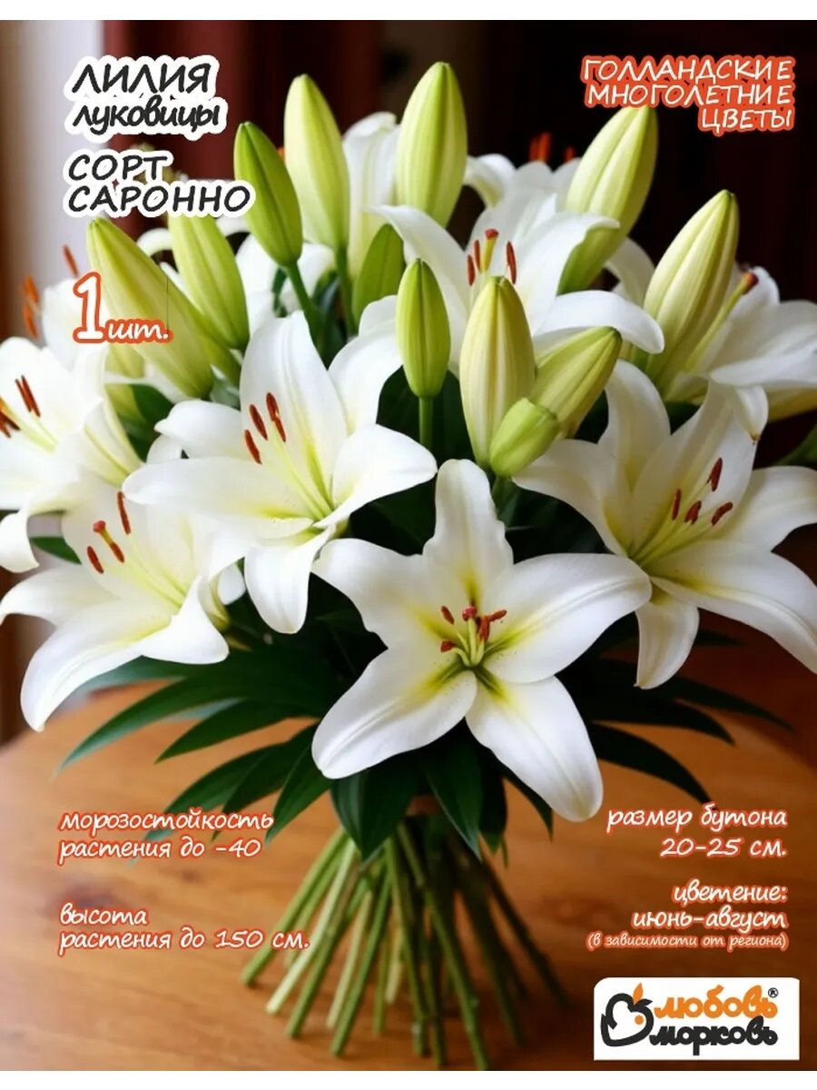 Лилия Луковица, Саронно, 1шт