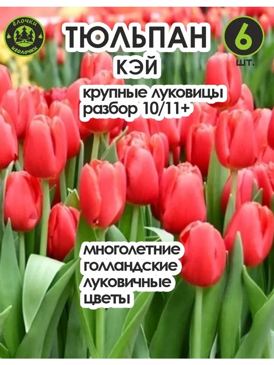 Тюльпан Луковица, Кэй 6 шт, крупные