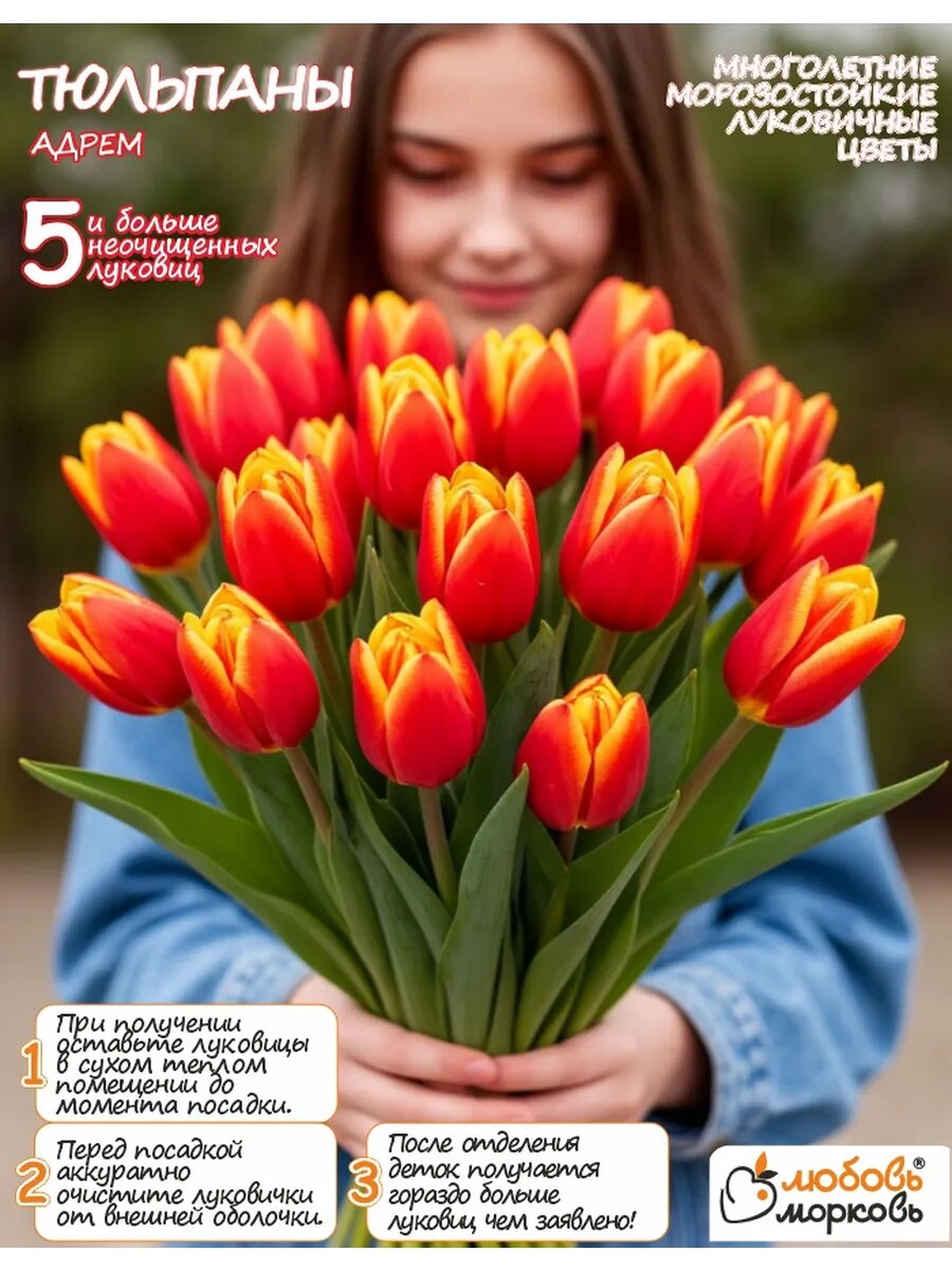 Тюльпан Луковицы цветов Адрэм 5 шт