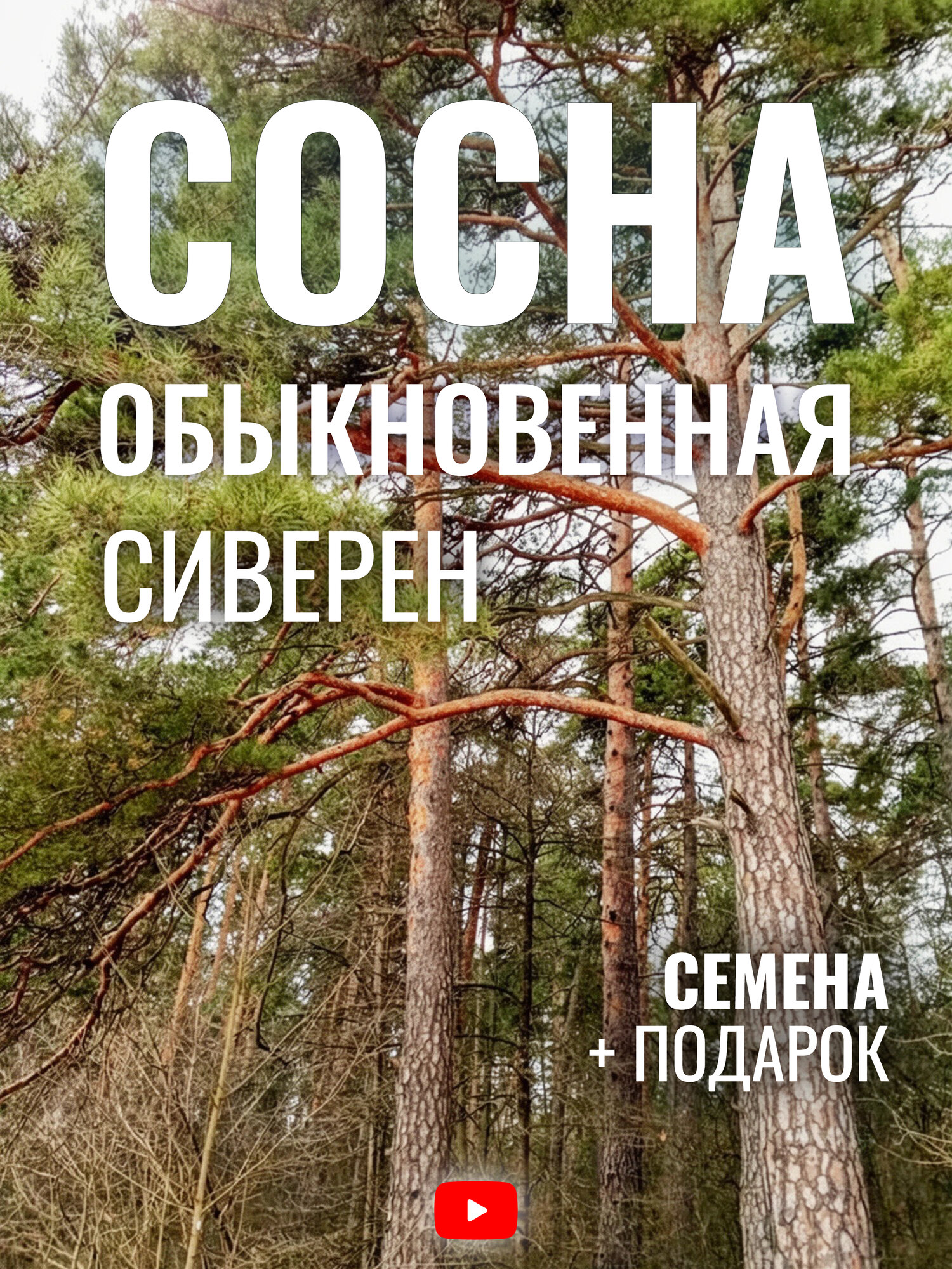 Сосна обыкновенная Сиверен, Семена, 50 шт, семена хвойных деревьев