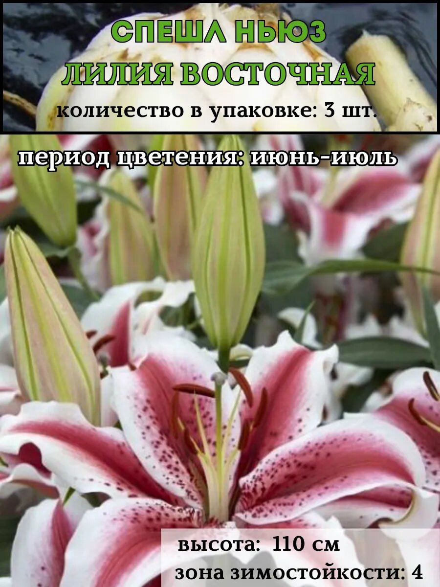 Лилия восточная, луковицы 3 штуки