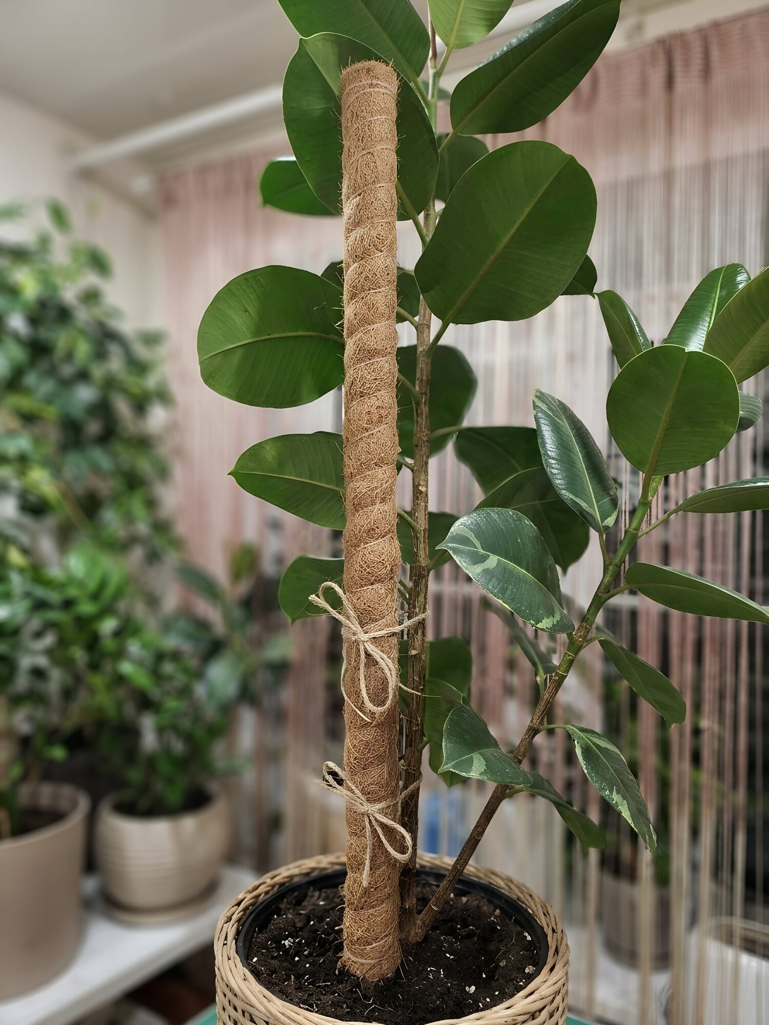 Опора для растений Fibre Family из кокосового волокна, 100 см, кокосовый столбик для монстеры и лиан, бежевый держатель.