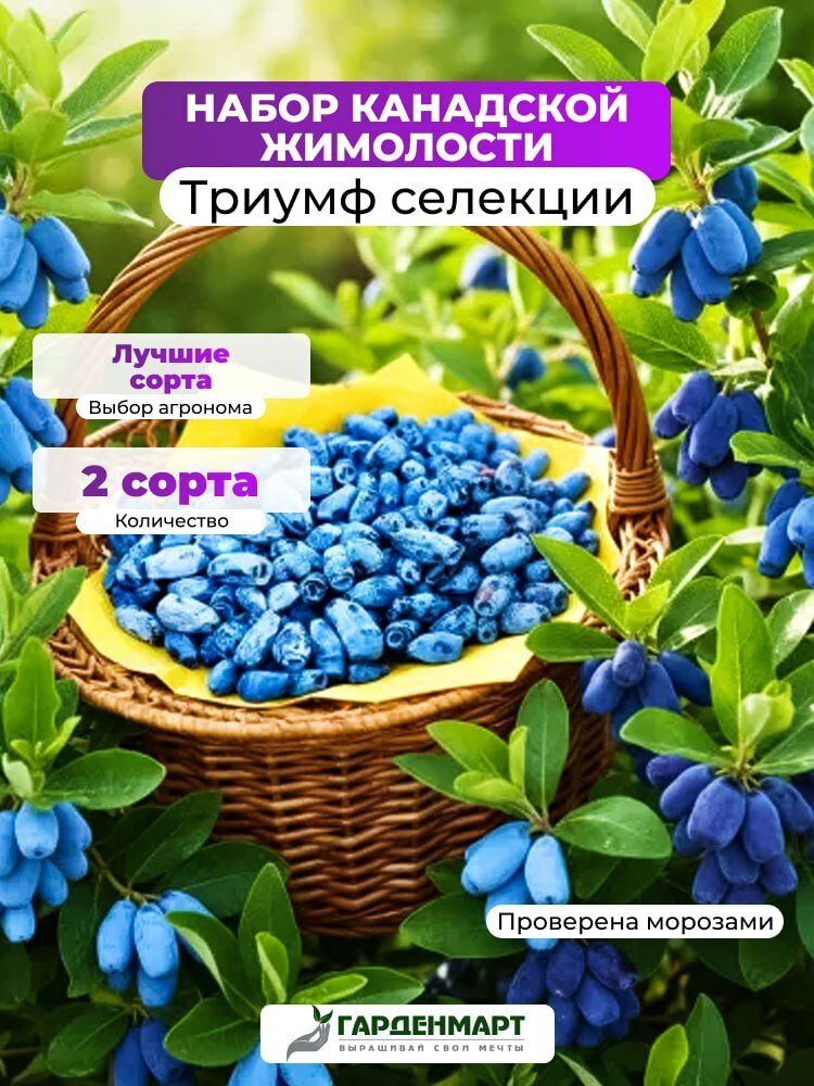 Саженец Комплект канадской жимолости "Триумф селекции" из 2 сортов
