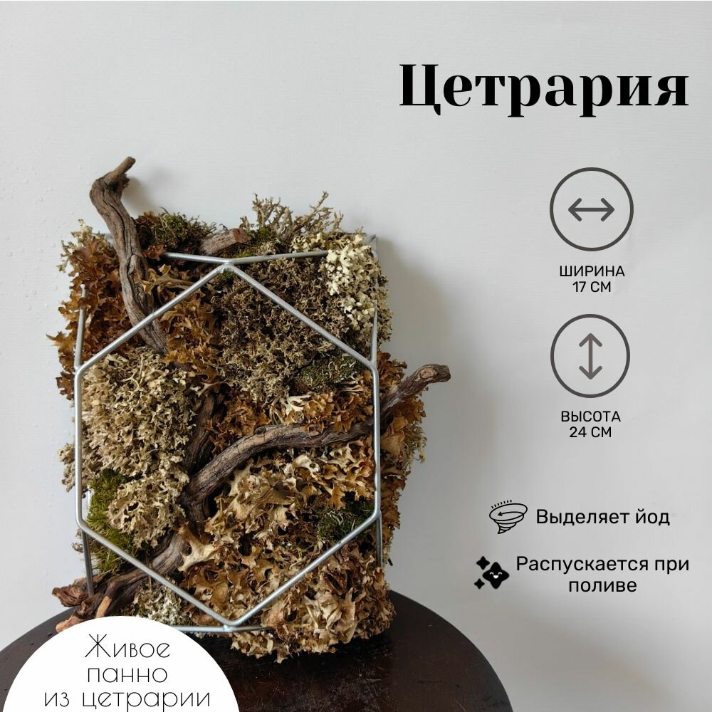 Живое панно "Цетрария", исландский мох, универсальный дизайн, гипоаллергенный, для детских комнат