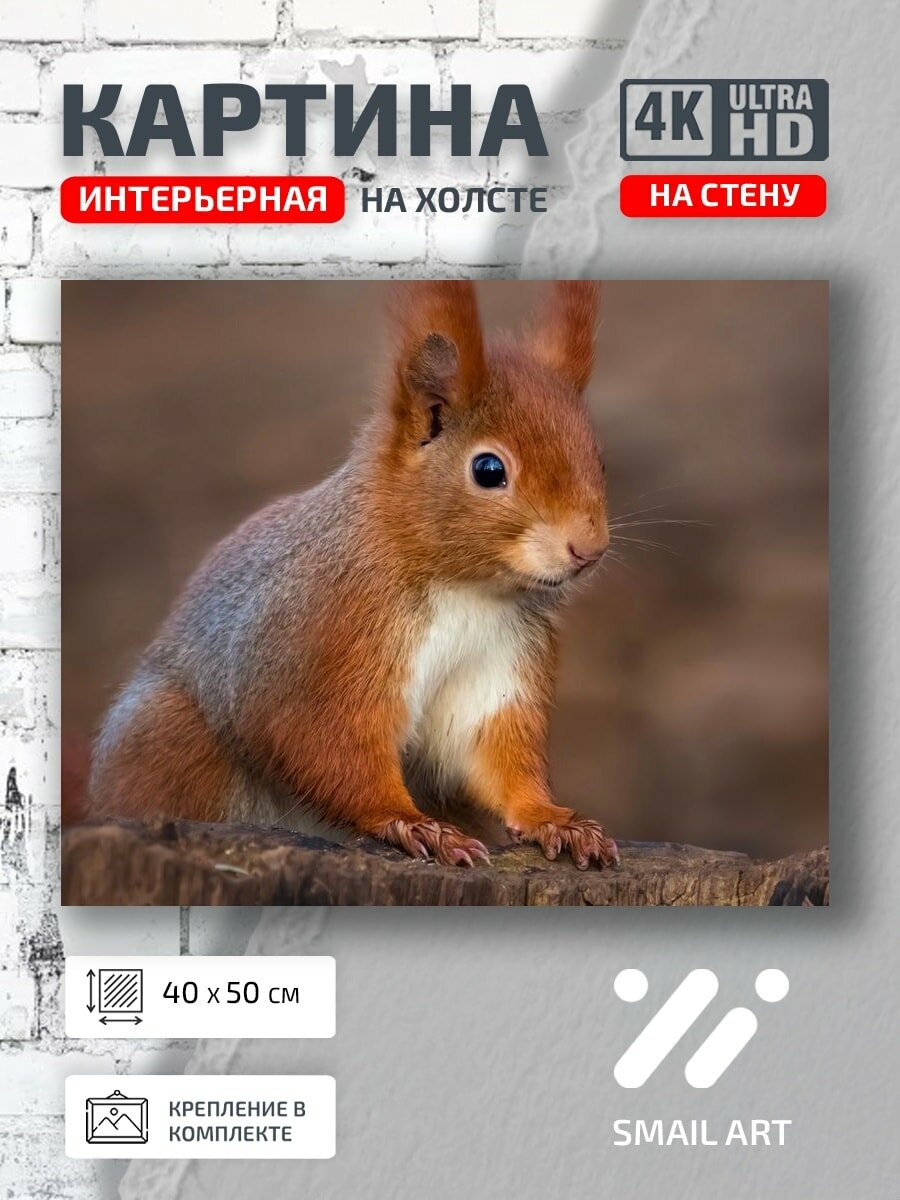 Картина на холсте интерьерная 40 на 50 на стену Животные белка для спальни атмосфера