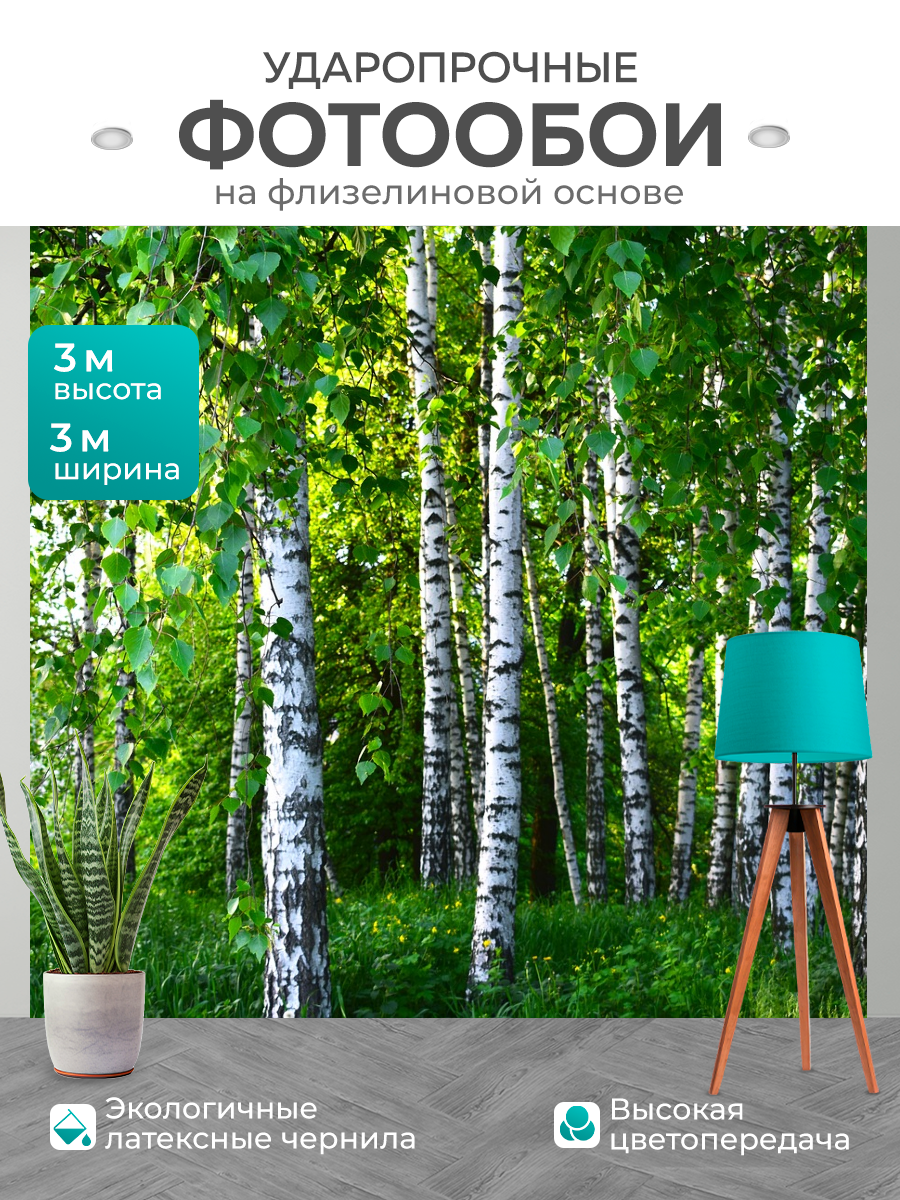 Фотообои моющиеся ударопрочные "Березы, роща, лес" 300x300 см. флизелиновые на стену