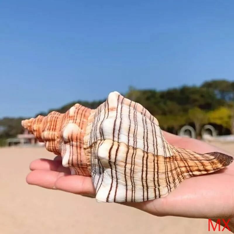 Ракушка морская натуральная Бурса Бубо12cm-13cm