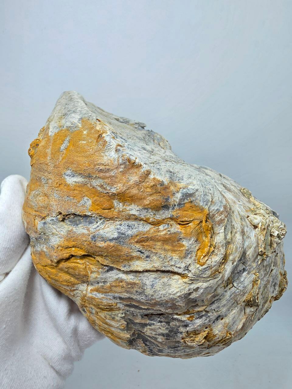 Окаменелая устрица Gryphaea, 155 мм, 1474 г.