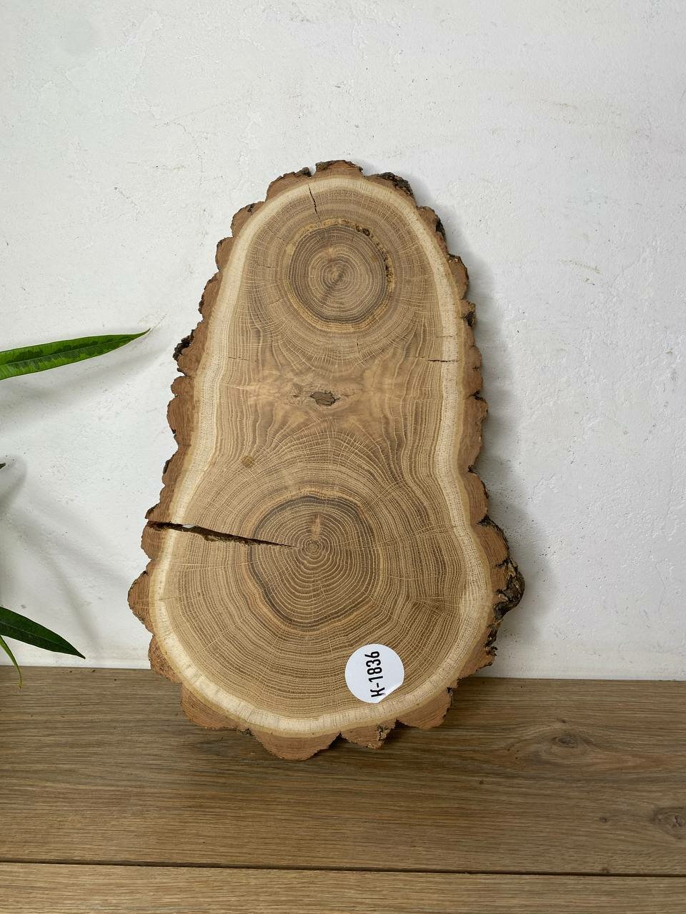 Спил дуб с корой , размер 40х26х4 см. Сухой, шлифованный с 2-х сторон, арт к1836