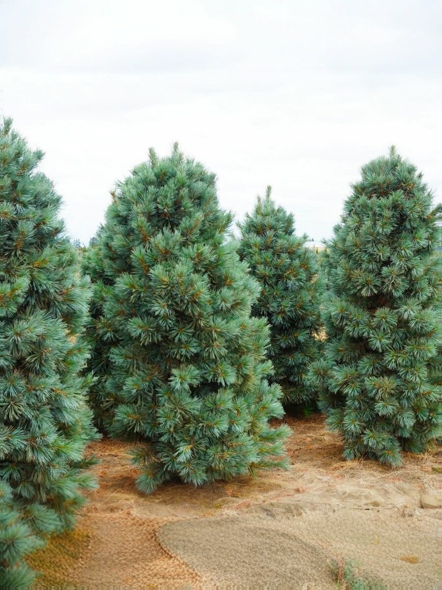 Кедр корейский Инчон, Семена, 10 шт