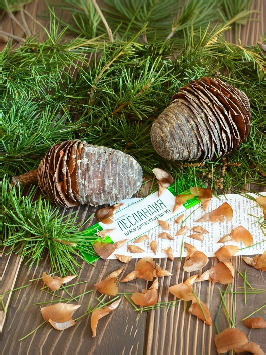 Кедр Гималайский Гаспра, Семена, 10 шт