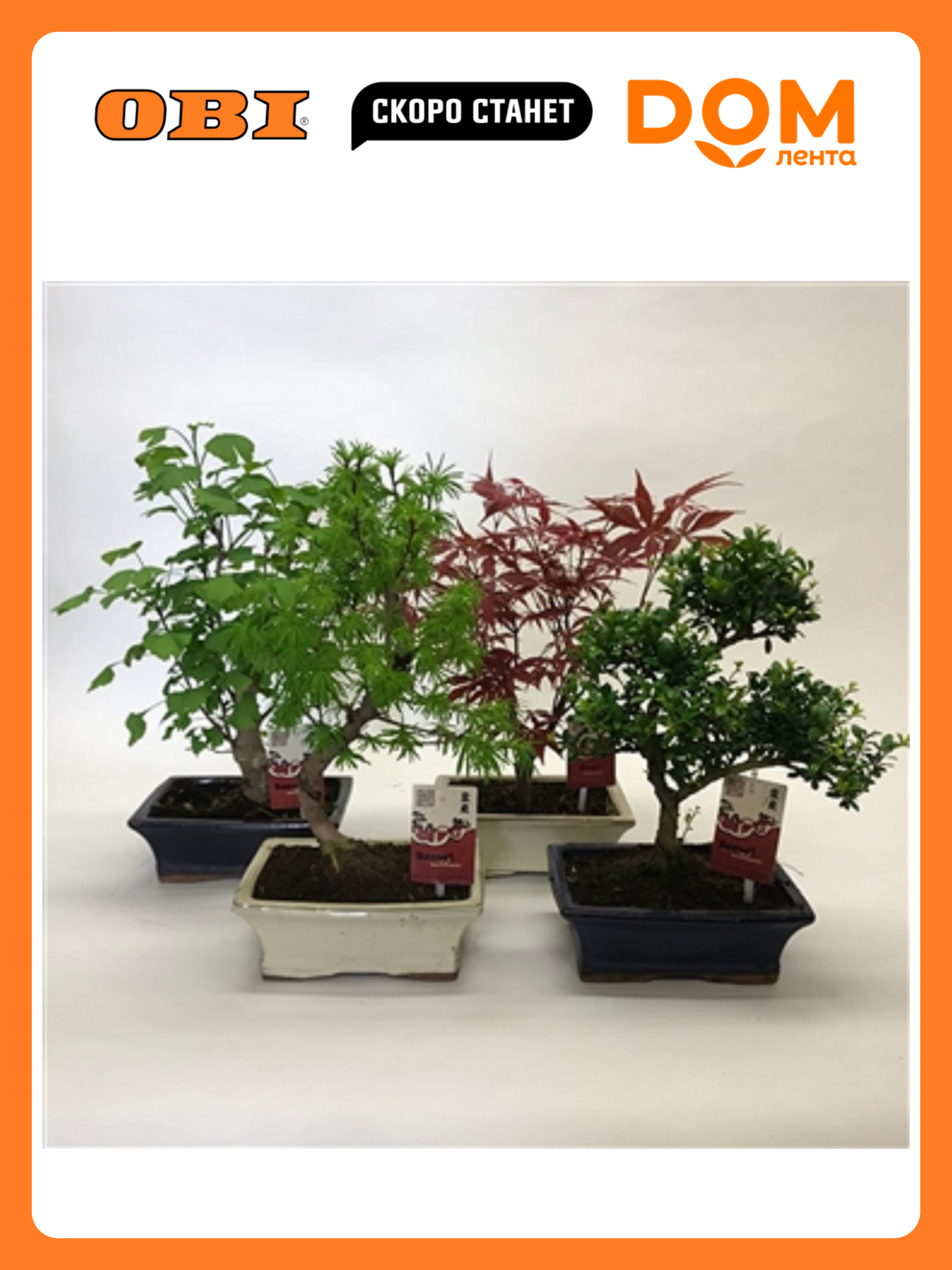 Растение Бонсай, декоративно-лиственное, настольное размещение, высота 30 см