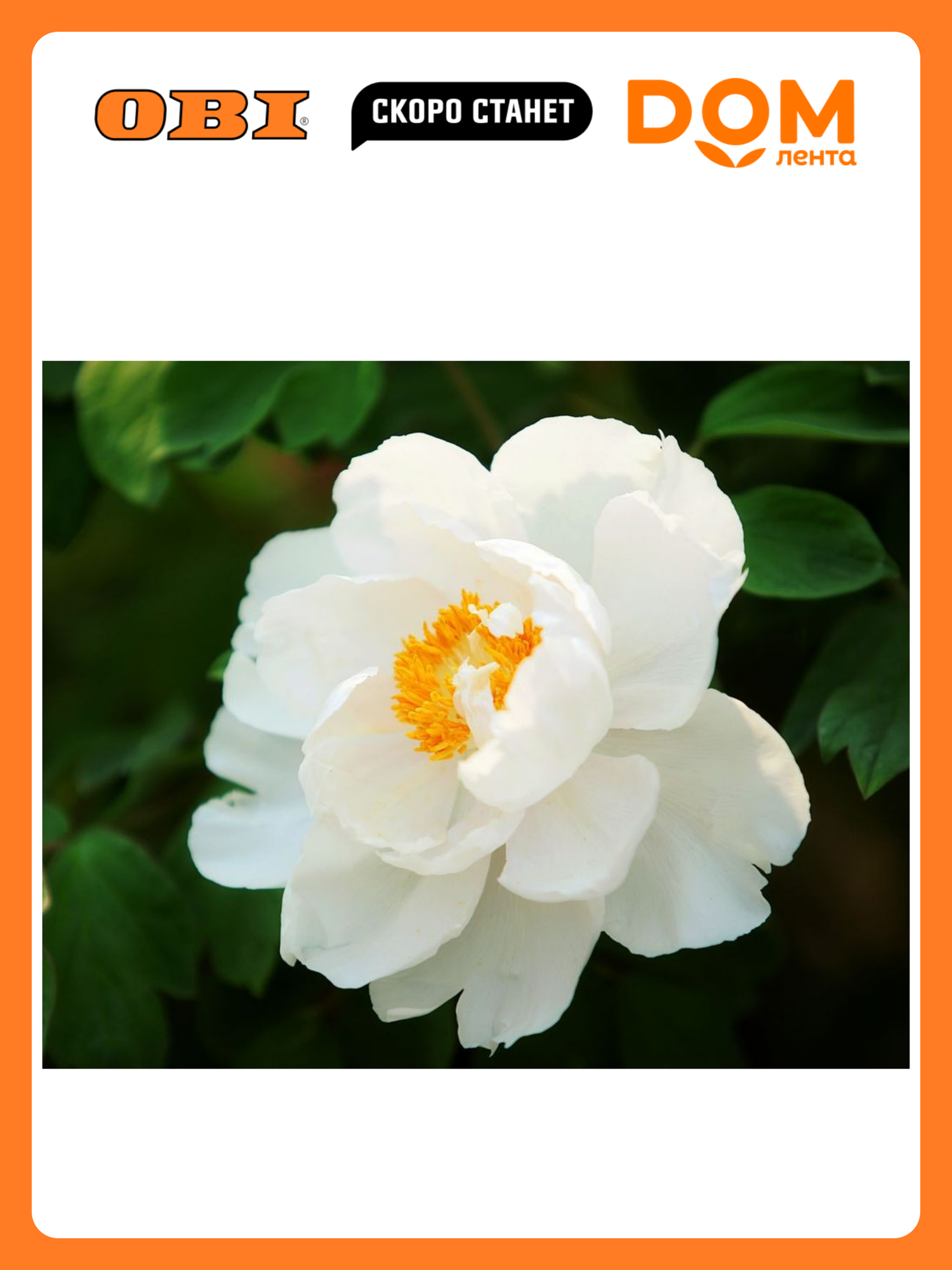 Растение Пион древовидный Летний дворец 7 цветов 1 шт