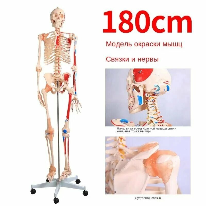 Анатомическая модель скелета человека длиной 180 см с цветной разметкой начала и окончания мышц, скелет человека со связками и нервами, изготовленная из безопасных материалов.