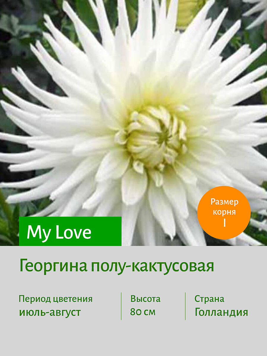 Георгина полу-кактусовая Май Лав (My Love) 1 шт. Сотка
