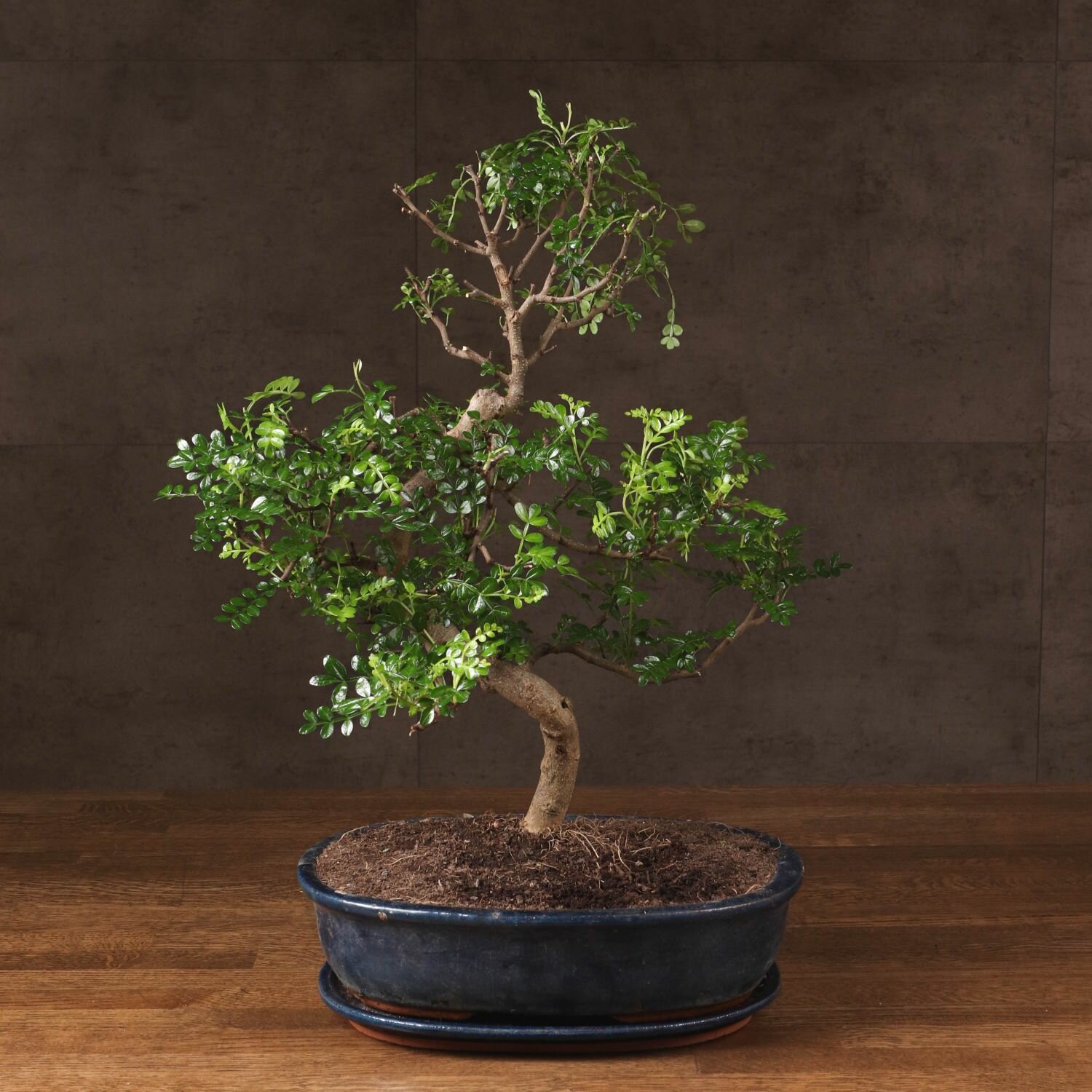 Бонсай Зантоксилум синий овал 55 см