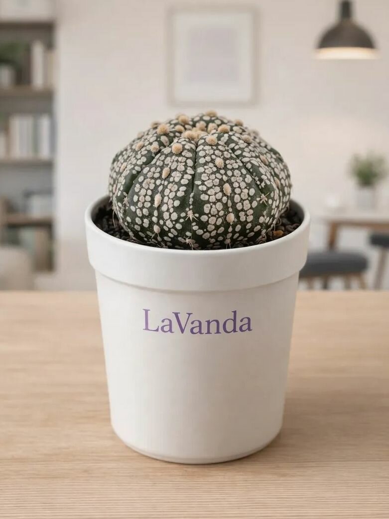 Астрофитум Супер Кабуто (Astrophytum Asterias) Коллекционный кактус, Суккулент, Живое растение
