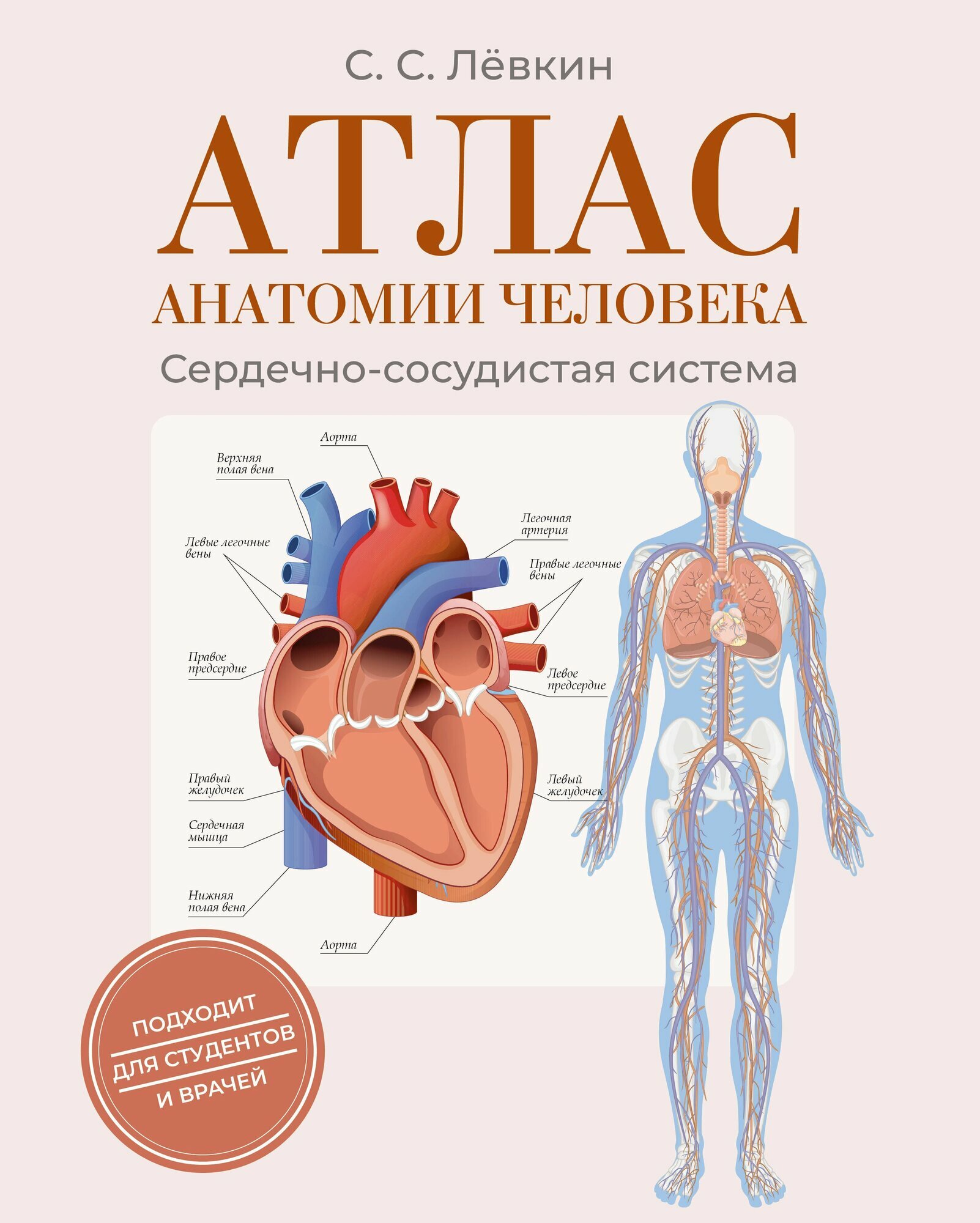 Атлас анатомии человека. Сердечно-сосудистая система (м/о)