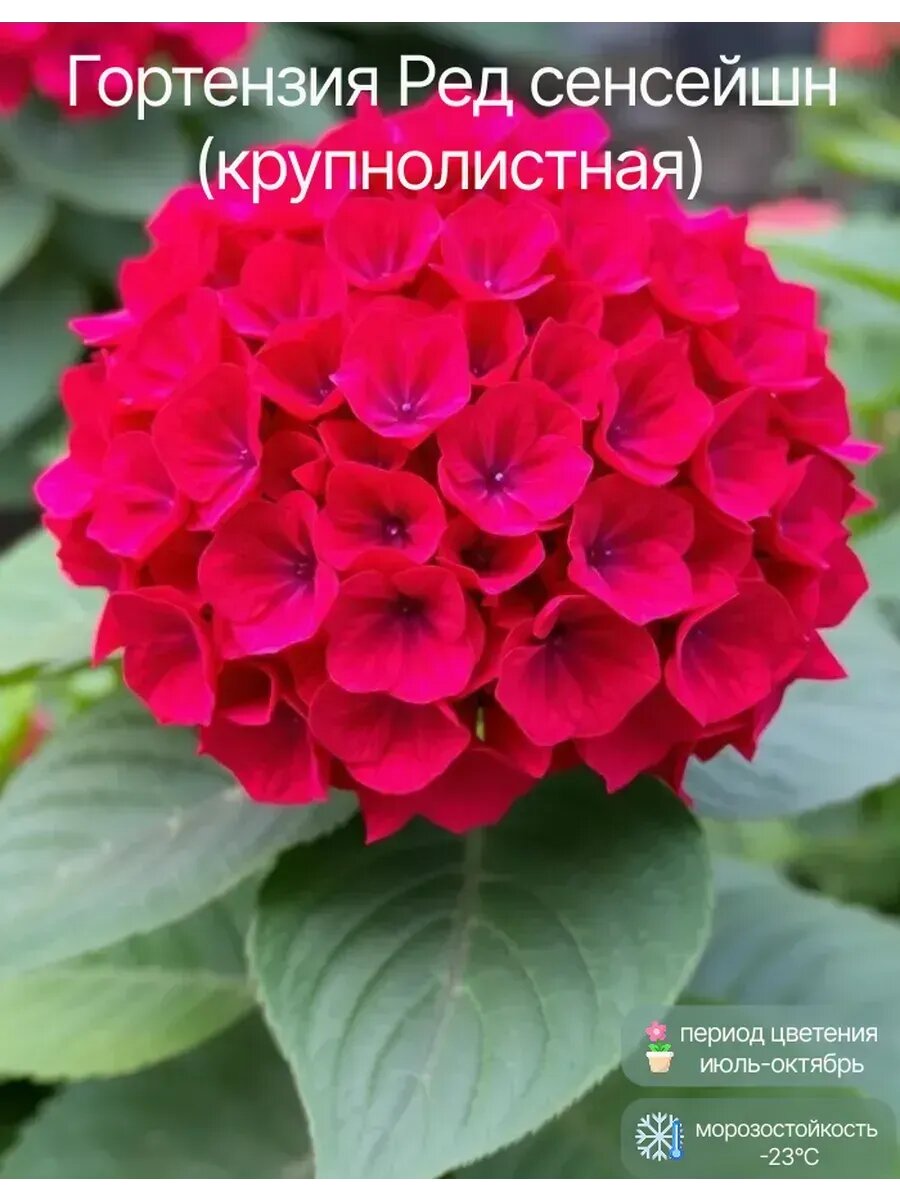 Гортензия Ред сенсейшн (крупнолистная)