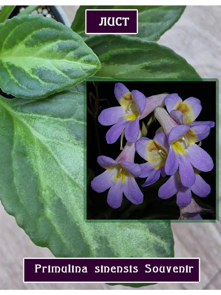 Примулина (хирита) сорт Primulina sinensis Souvenir лист