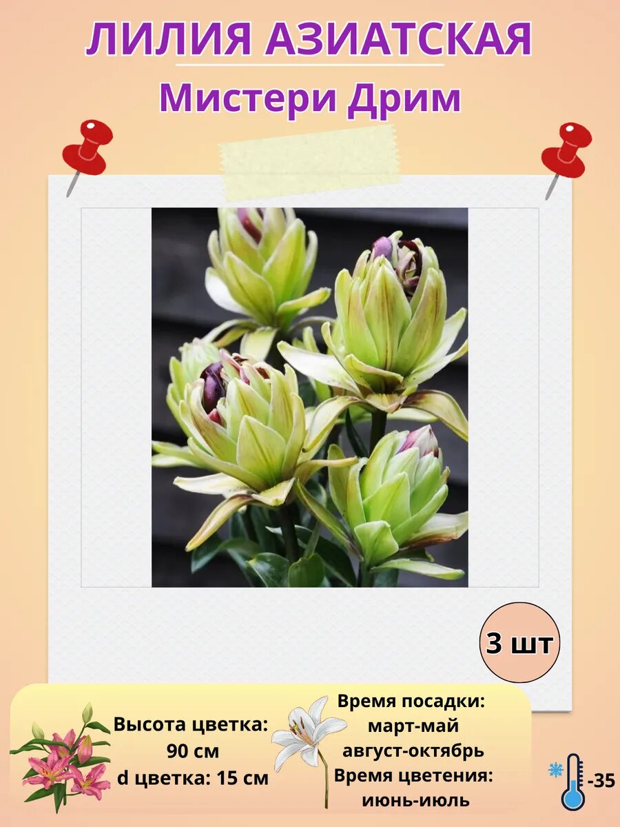 Лилия луковицы, многолетние цветы для посадки,3 штуки