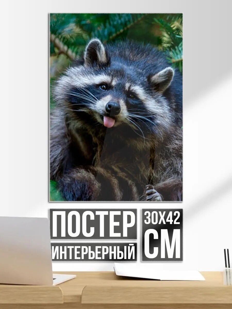 Постер на стену Енот с языком