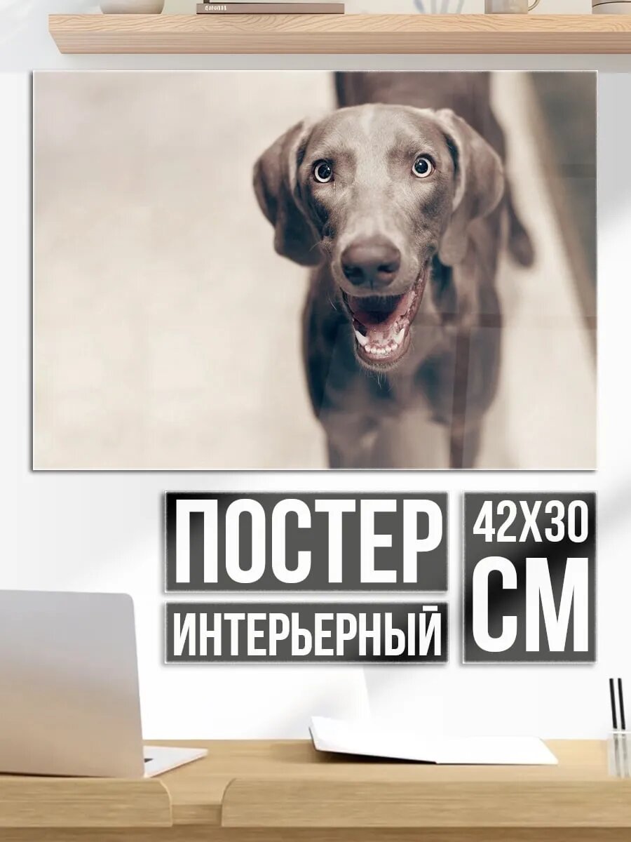 Плакат постер Смотрящий пес
