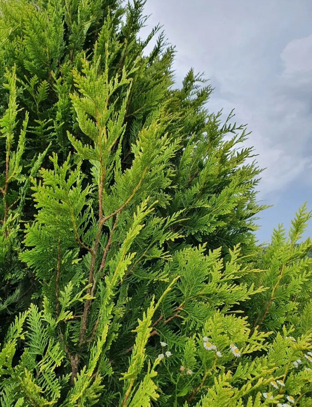 Туя западная Ауреоспиката (Aureospicata), 180-200, С90