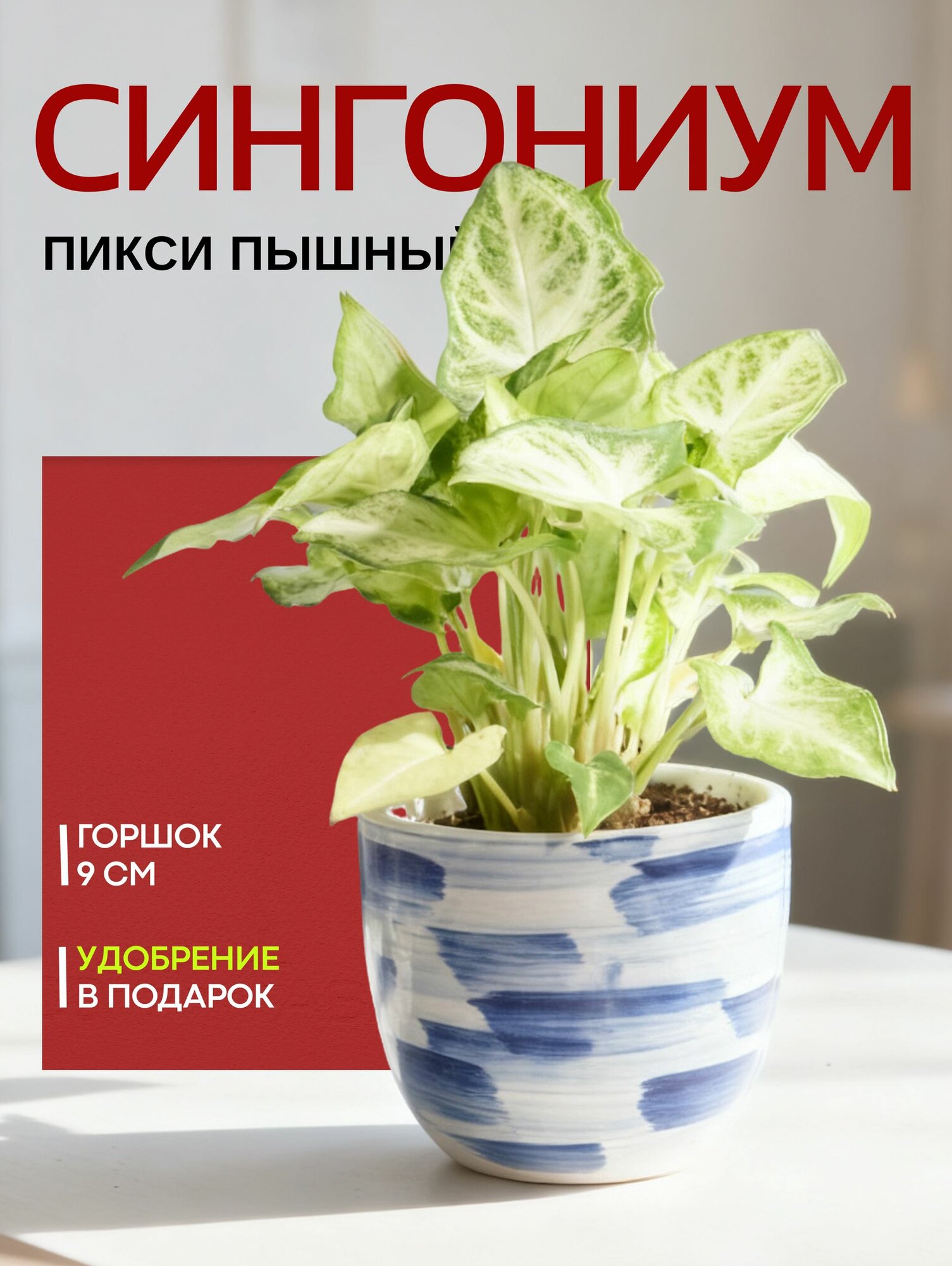 Сингониум Пикси Пышный комнатный цветок в горшке живой