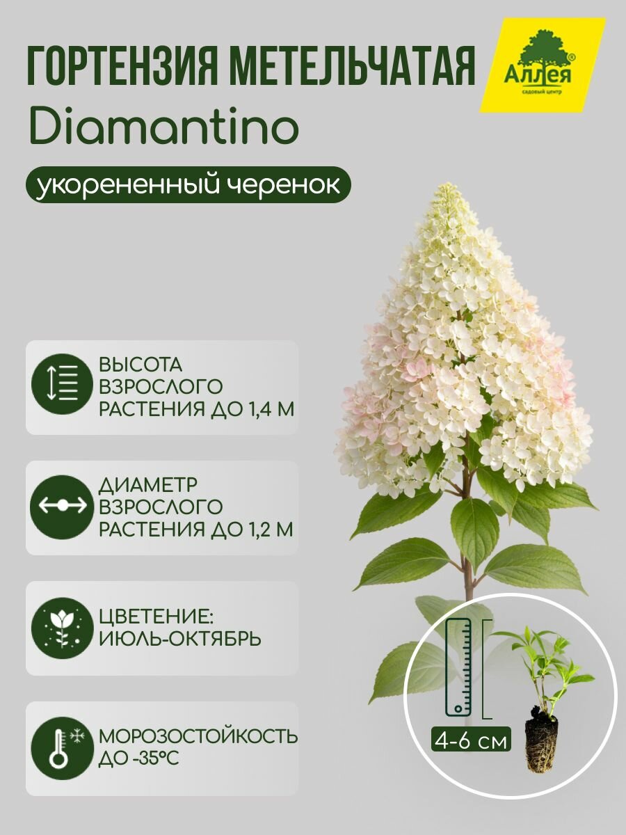 Гортензия метельчатая Diamantino укорененный черенок 1шт
