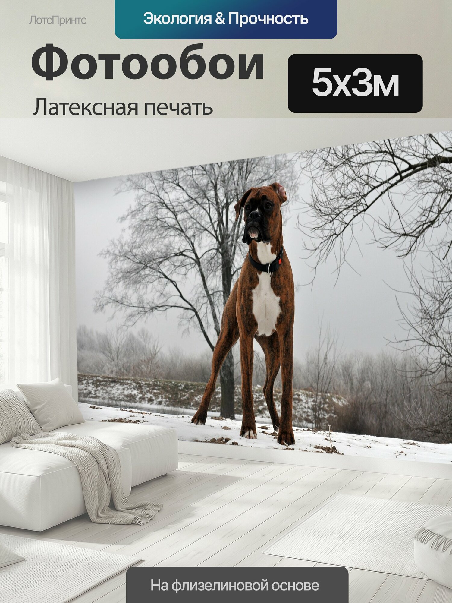 Фотообои моющиеся ударопрочные "Животное, собака, боксер" 500x300 см. латексная печать