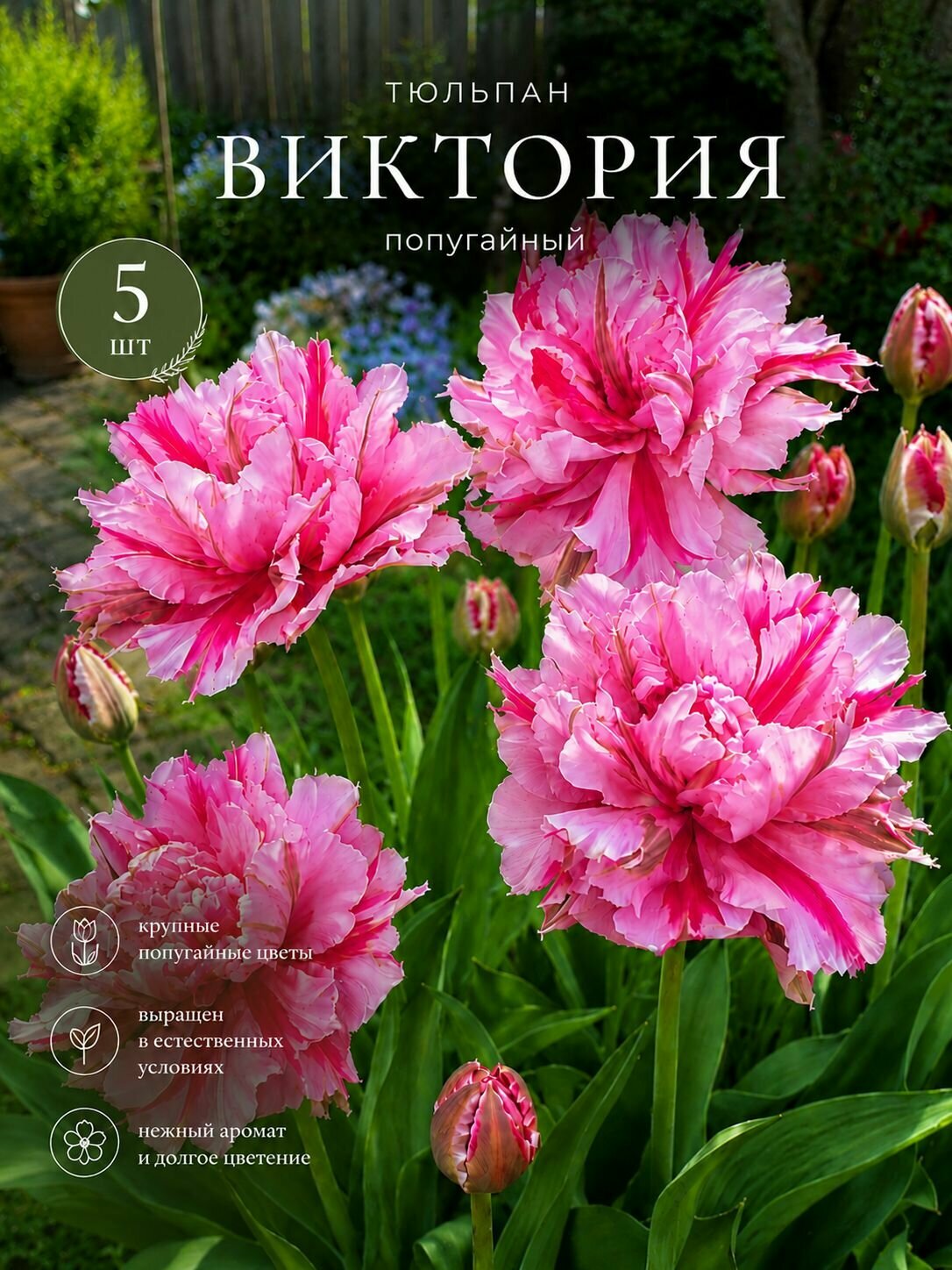 Тюльпан луковицы многолетние сорта "Виктория" , 5 шт в упаковке