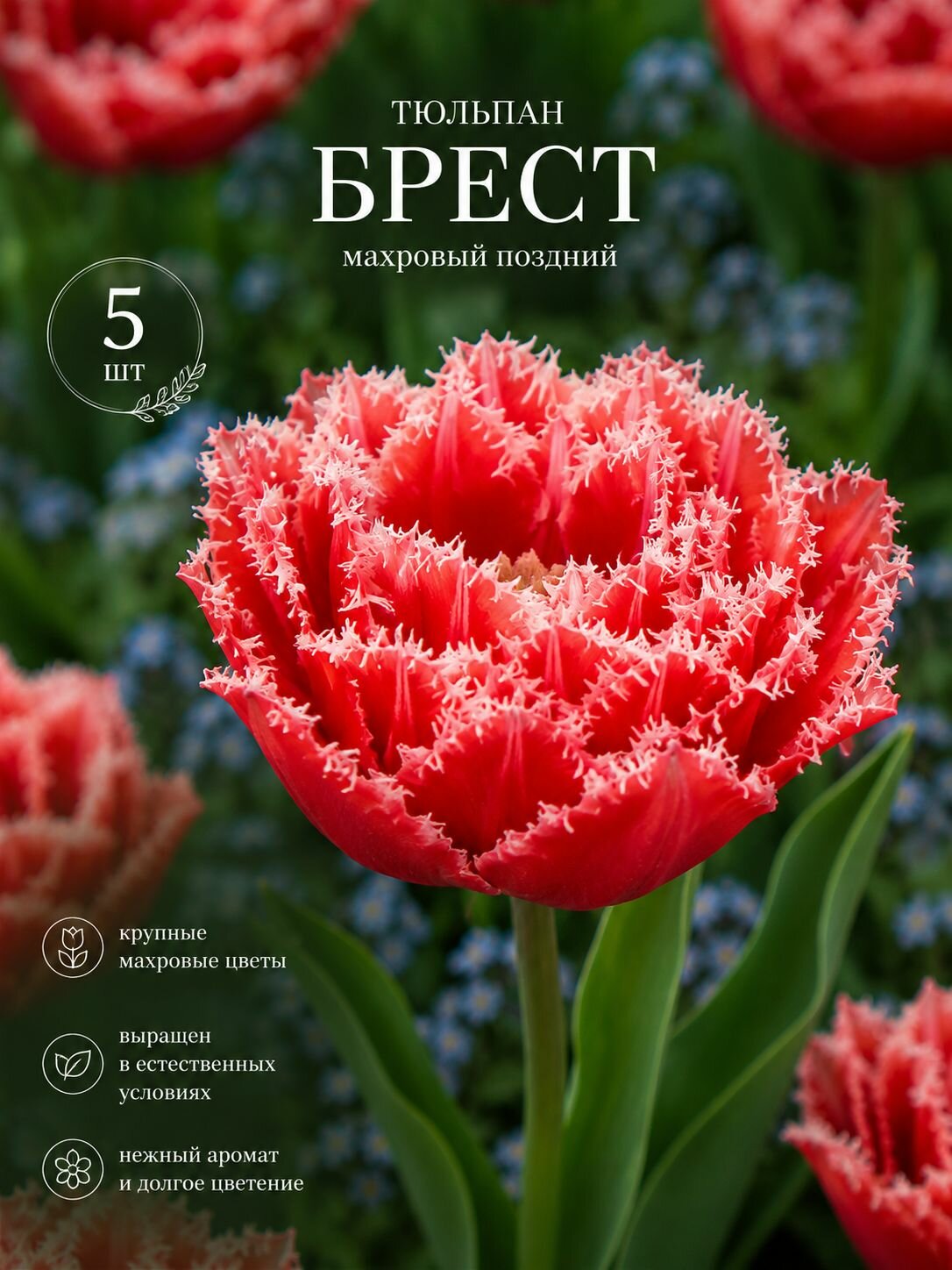 Тюльпан луковицы многолетние сорта "Брест" , -5 шт в упаковке