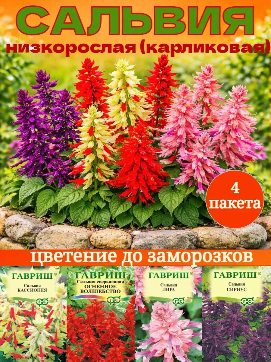 Сальвия (Шалфей) 4 пакета