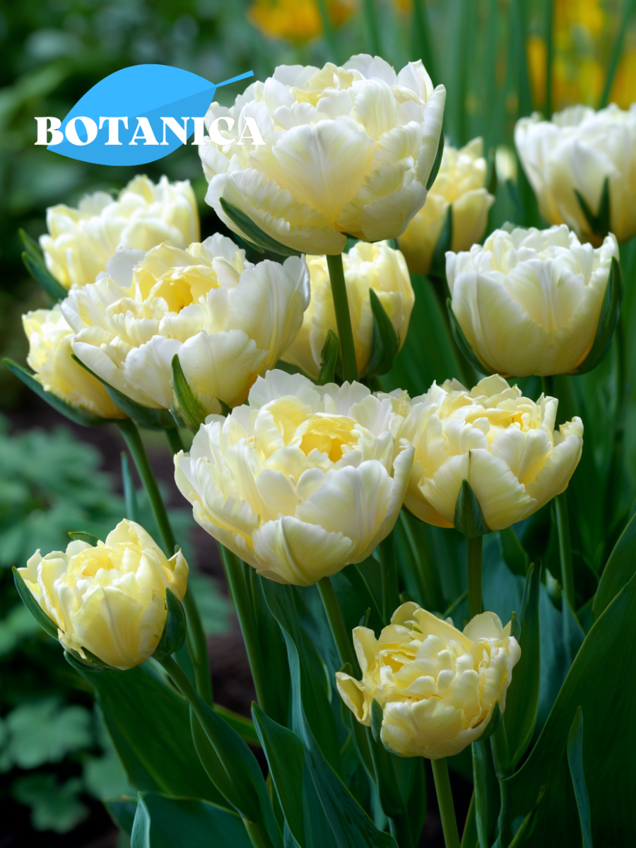 Луковицы цветов, botanica garden, Тюльпан Авангард 2 штуки (светло-желтый)