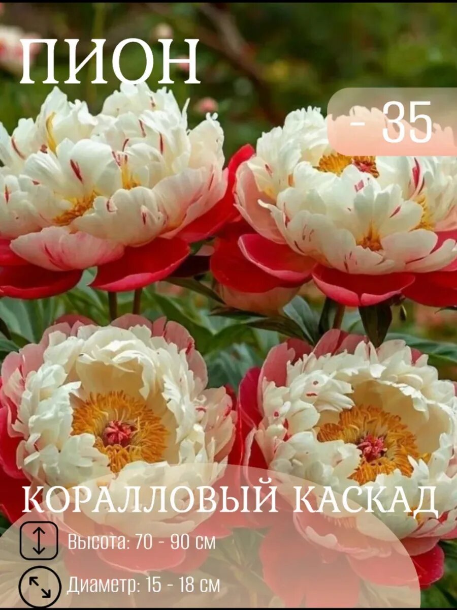 Пион многолетник "Каскад", в возрасте 2-3 года, высота 100 см