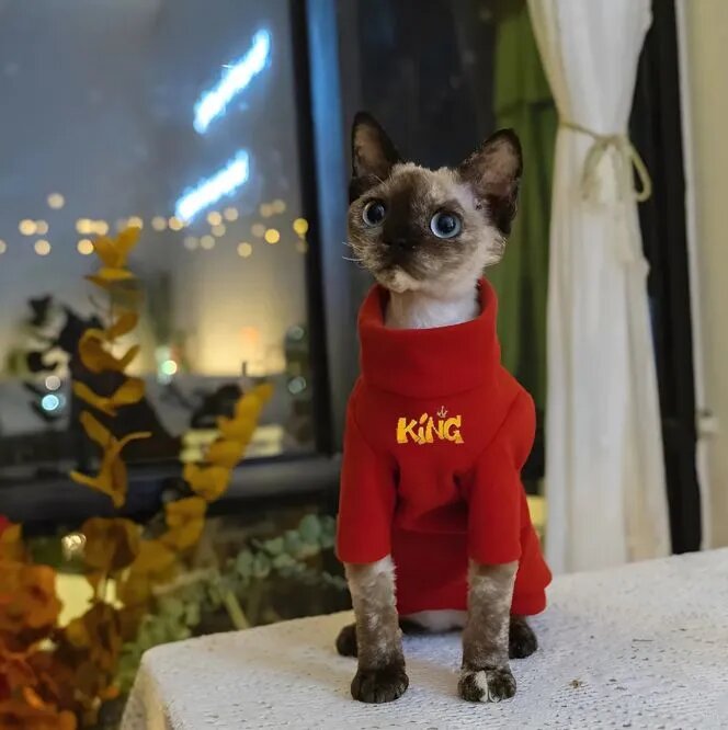 Смешная одежда для собак и кошек