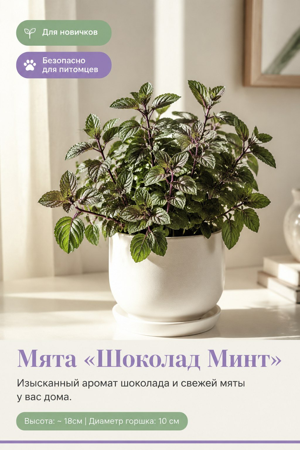 Мята перечная сорт Шоколад Минт (Mentha piperita Chocolate Mint) живое растение в горшке / Ароматная пряная трава для кухни, чая и десертов