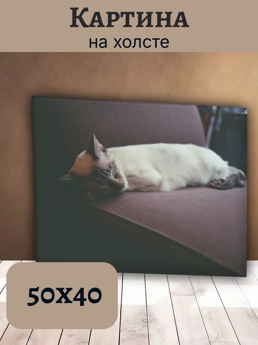 Картина Кот Кошка Cat 40x50 сиамская спящая
