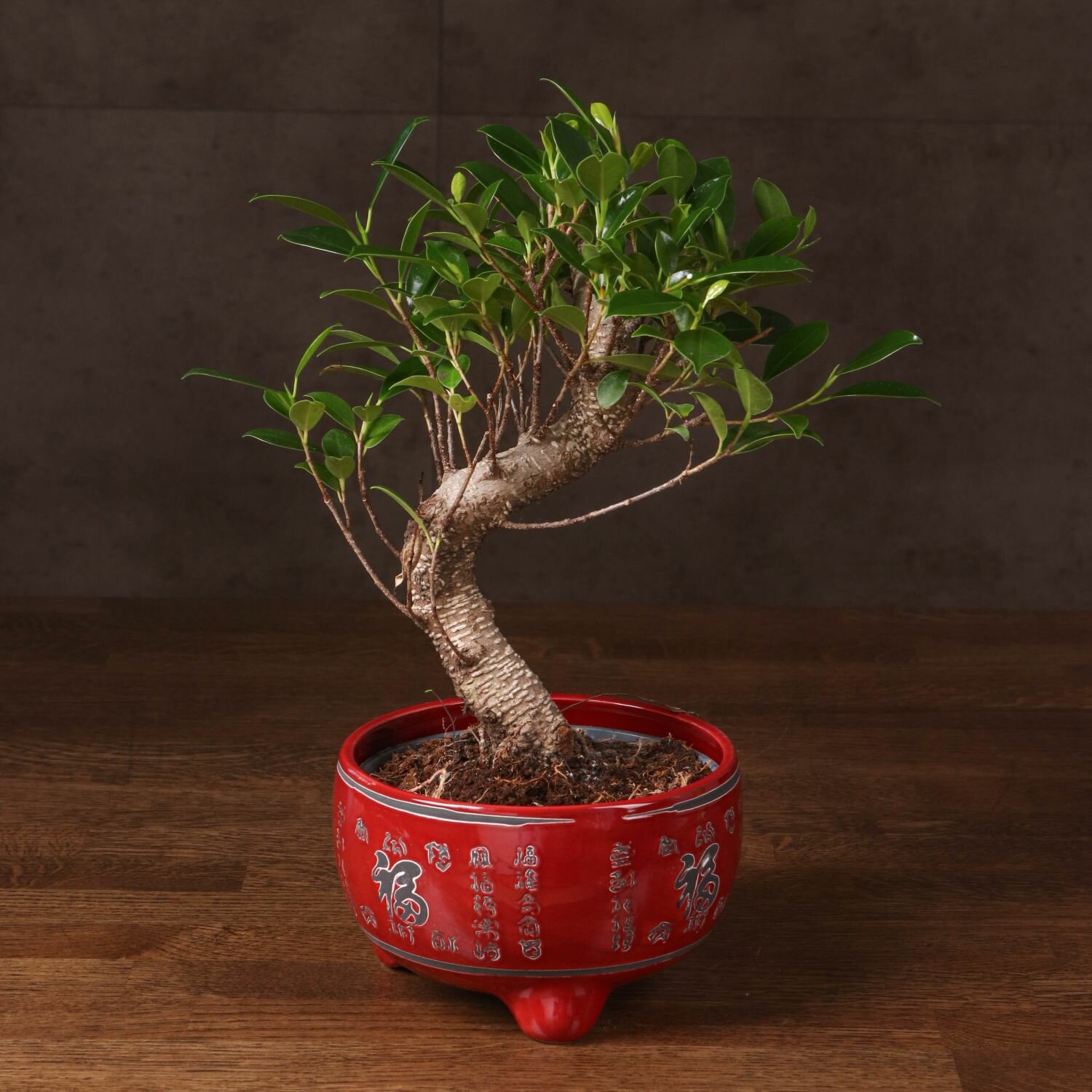 Бонсай Фикус в красном кашпо с иероглифами 38 см