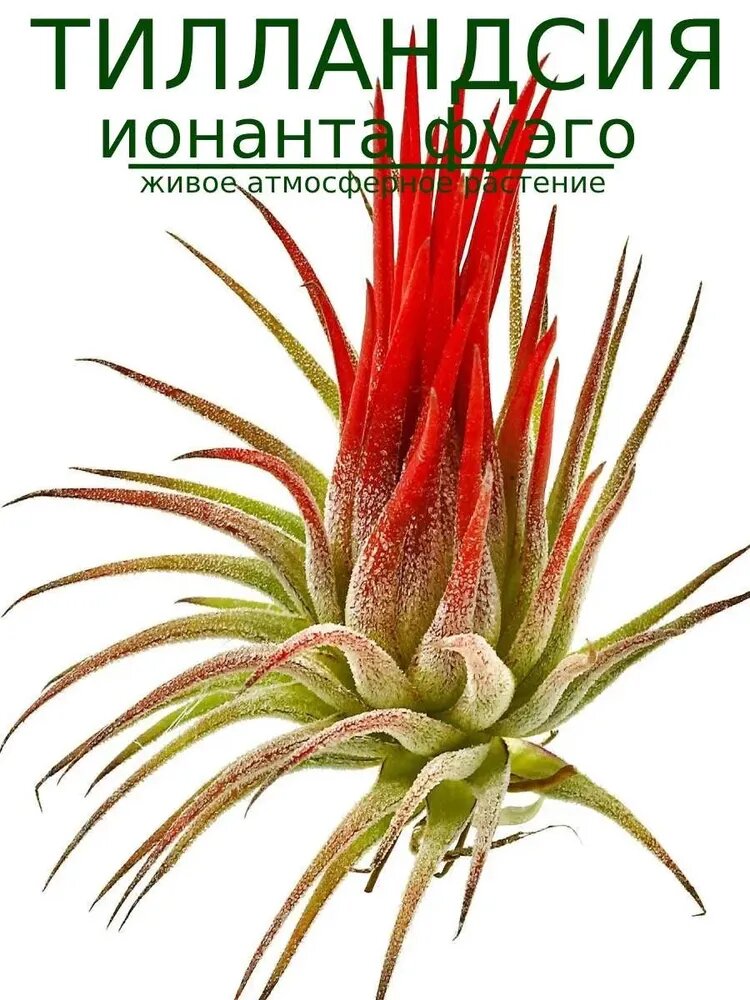 Искусственные цветы,1шт