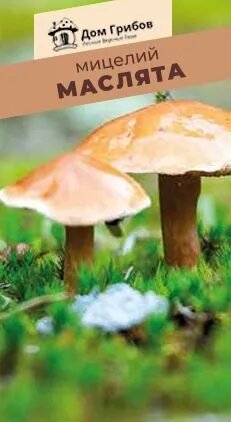 Мицелий грибов Маслята 5 грамм / ДОМ грибов / маслята мицелий