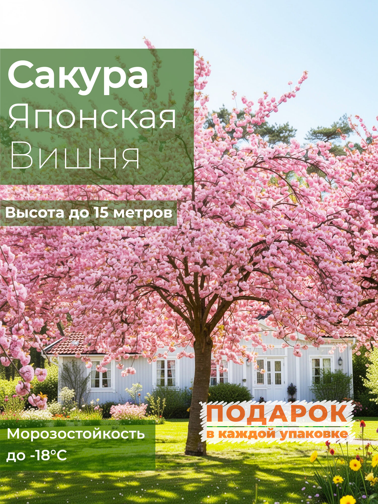 Сакура Японская Вишня, Семена, 5 шт, семена декоративных растений