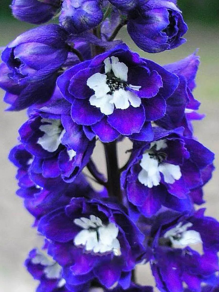 Дельфиниум культурный M.F. Dark Blue White Bee