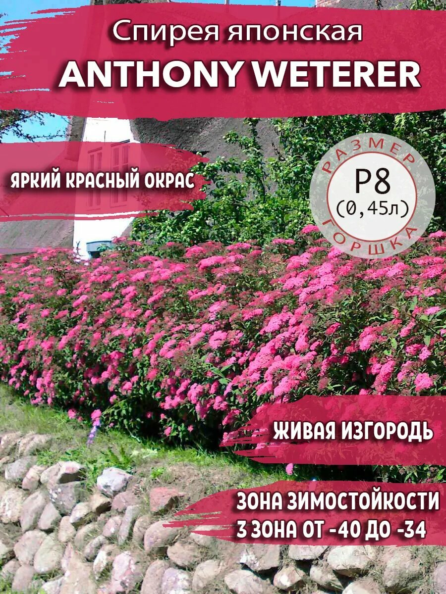 Спирея японская Anthony weterer