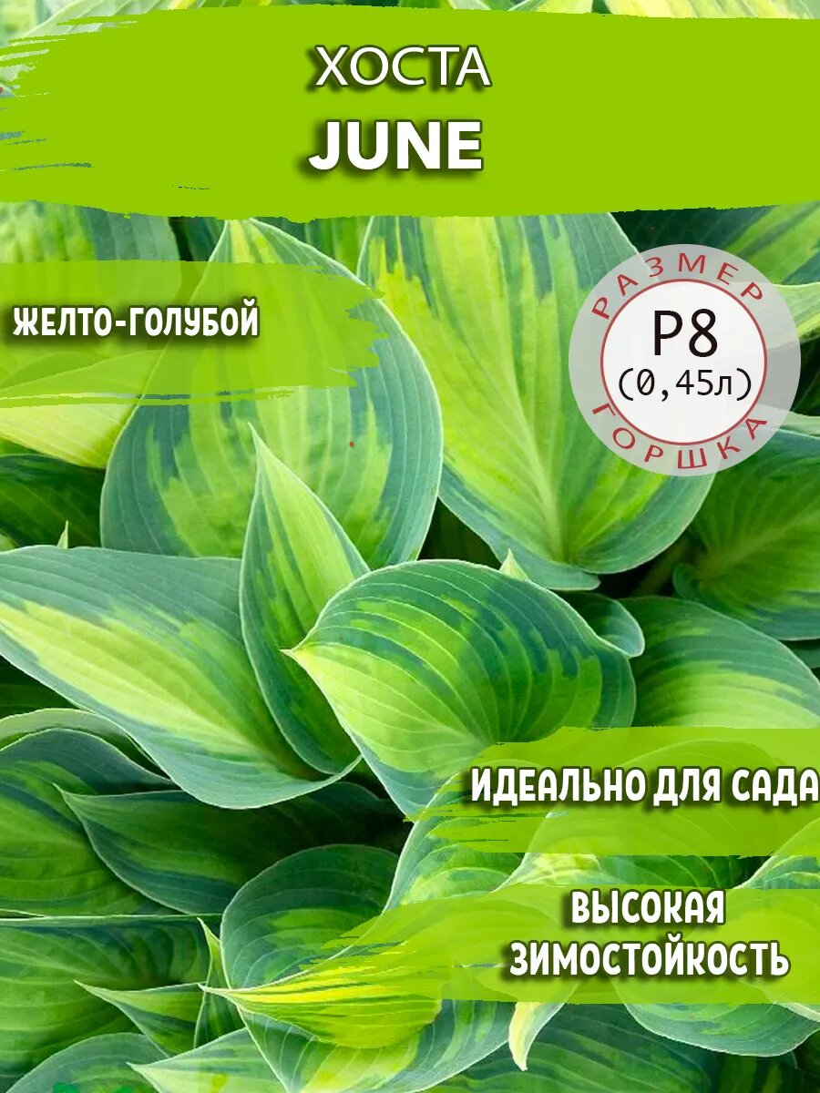 Хоста Садовые Растения June, многолетняя, трехцветная, желтая