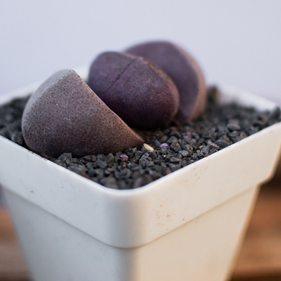 Семена Орешка Суккулент Pleiospilos bolusii (10 ШТ)