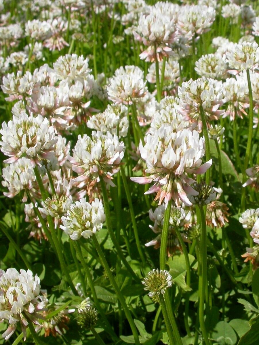 Семена Клевер ползучий белый (Trifolium repens), 100 штук